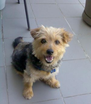 Lionel | DoggieRescue