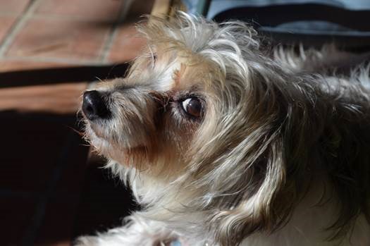 Poppy Dog | DoggieRescue