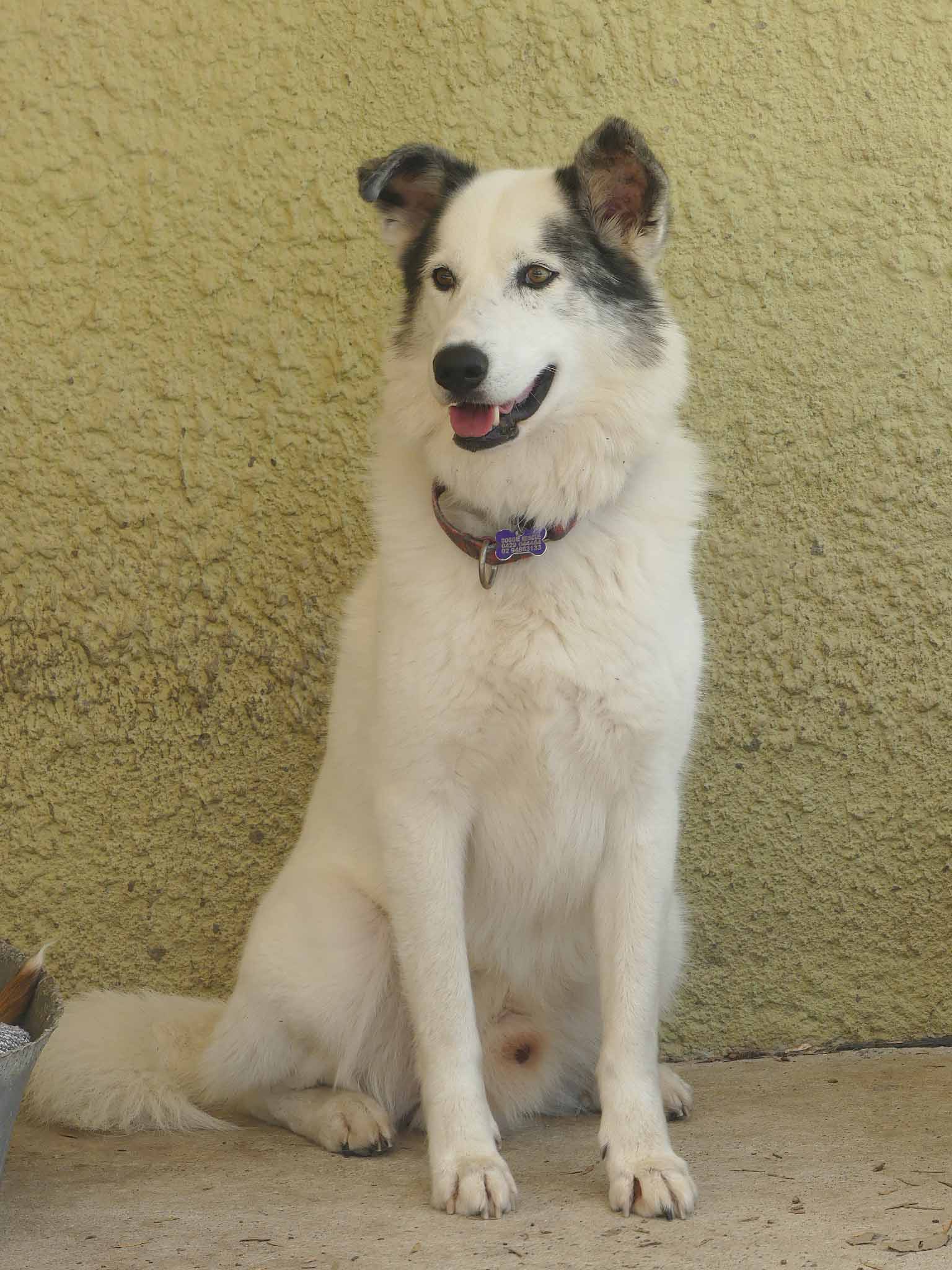 Jango | DoggieRescue