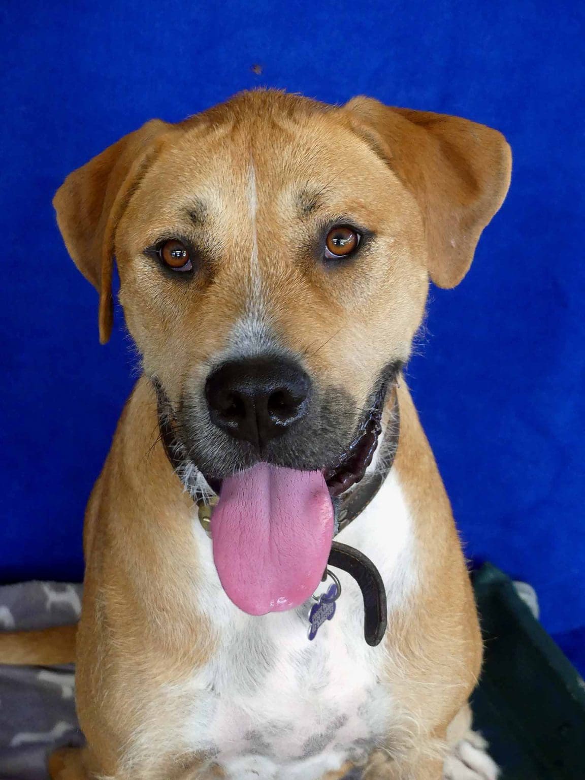 Dasher - Shy, strong and loving! | DoggieRescue