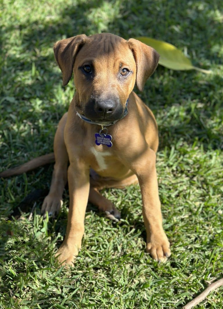 Harry - smart and social! | DoggieRescue