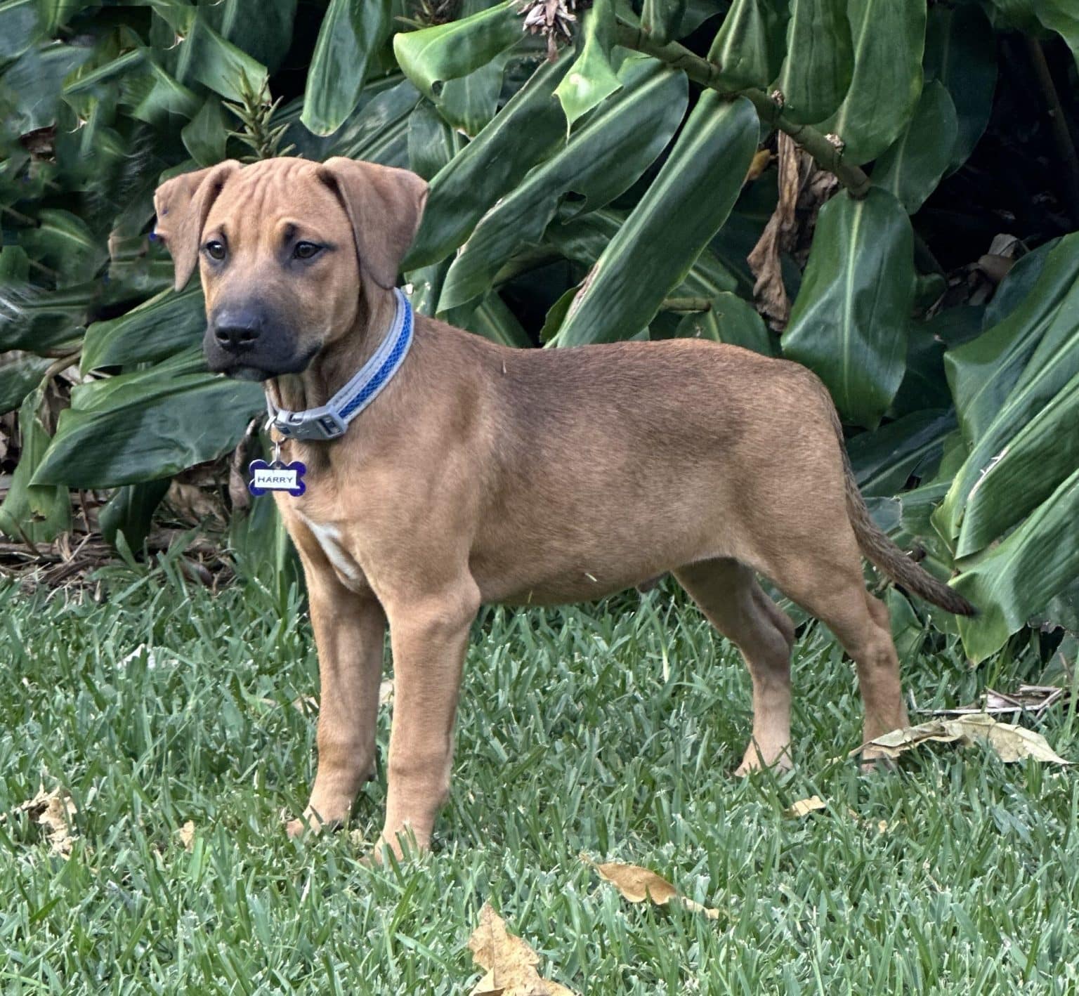 Harry - smart and social! | DoggieRescue
