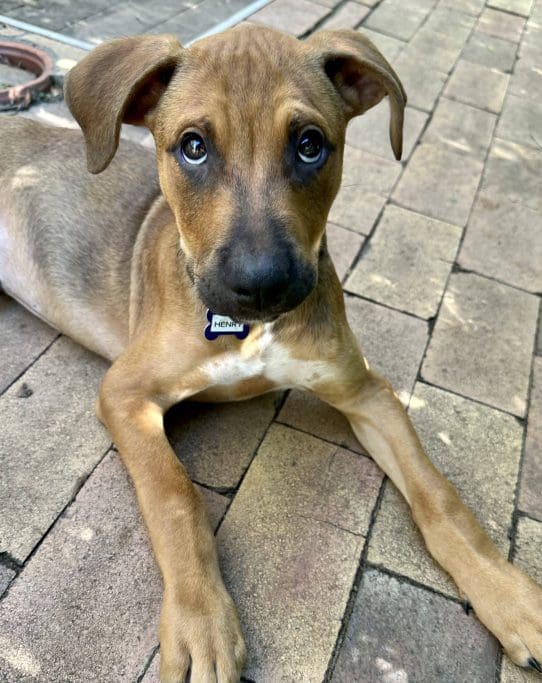 Harry - smart and social! | DoggieRescue