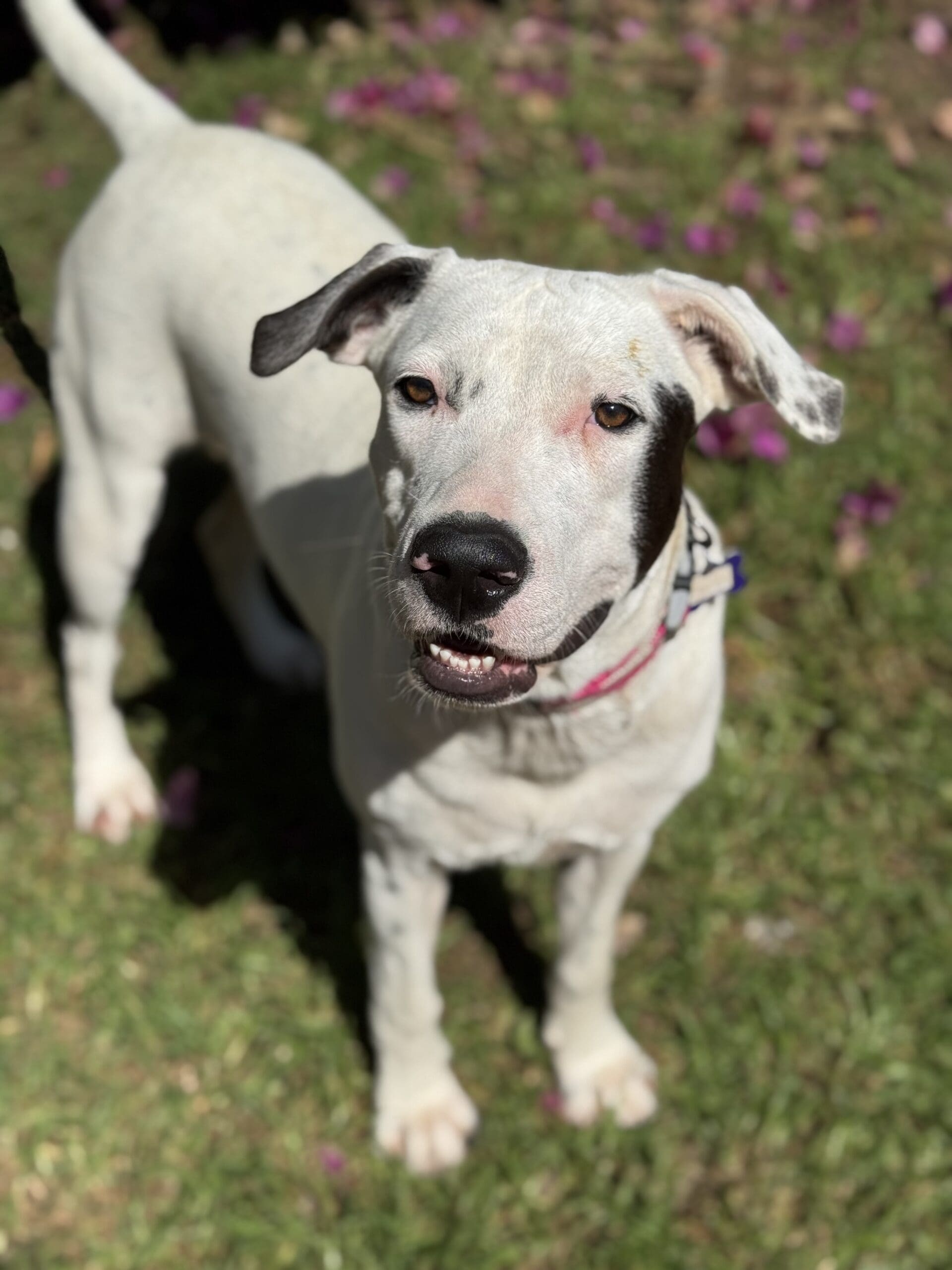 Elly | DoggieRescue